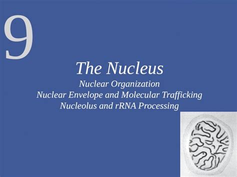 Ppt 9 The Nucleus Nuclear Organization Nuclear Envelope And Molecular