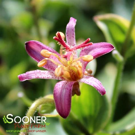 Gilt Edge Toad Lily Sooner Plant Farm