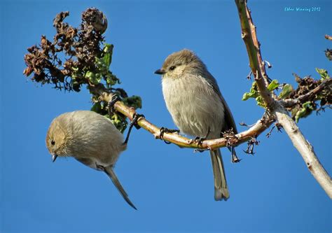 ヤブガラ American Bushtit Psaltriparus Minimus Pair ガラ