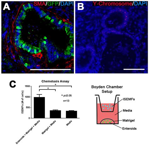 61 10 Critical Intestinal Cells Originate From The Host In Enteroid Derived Tissue Engineered