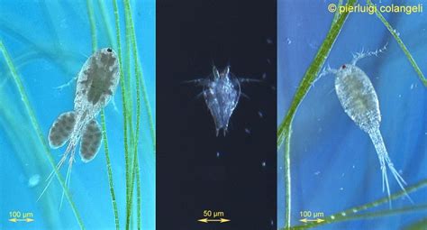From Left To Right Cyclopoida Female With The Two Typical Egg Sacs