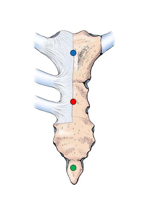 Sternum Labeling Diagram Quizlet