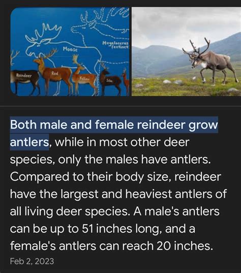 Female Reindeers Do Have Antlers Which Confirms Noelles Gender A