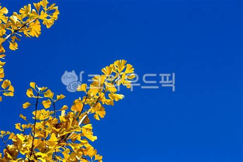 가을 은행잎 Fall 노란색 식물 사진 이미지 일러스트 캘리그라피 Nbocrates68작가