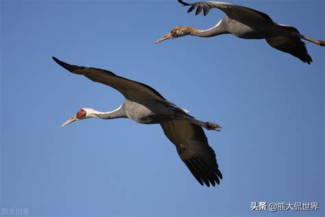 Why Does Crane Stand On One Foot And Sleep Imedia