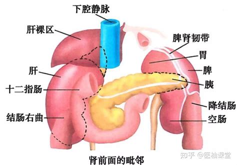 高清解剖泌尿系统图谱，收藏 知乎