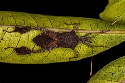 Premium Photo Adult Leaf Footed Bug