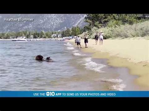 Bears In The Water At Lake Tahoe Youtube