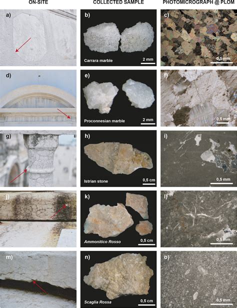 Sampling Points Red Arrows Stereomicroscope Photos And Transmitted Download Scientific