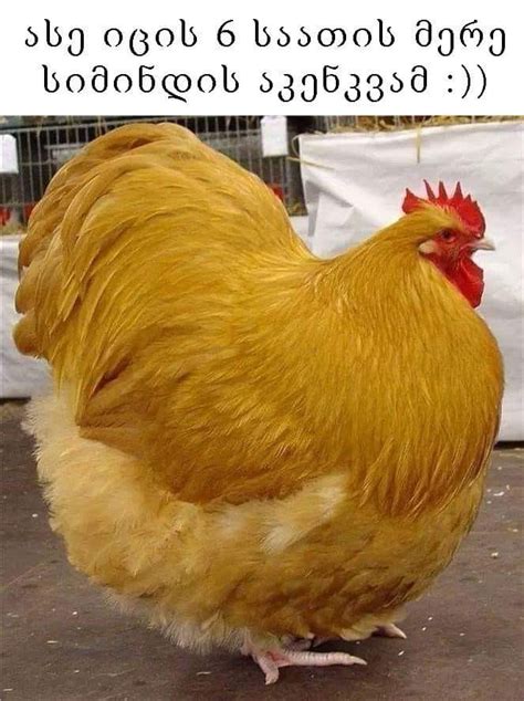 6 სკოლის ფუმფულა მასწავლებლები Facebook