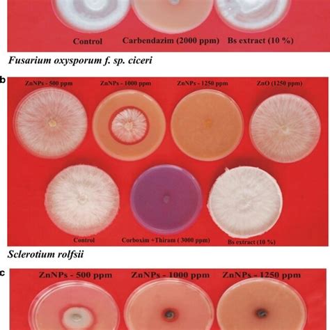 Isolated B Subtilis Grown On Selective Medium Hicrome Bacillus Agar
