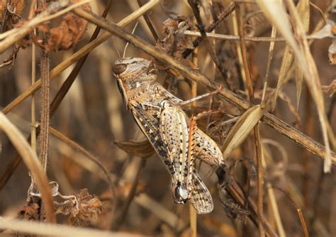Premium Photo Grasshopper Among A Dry Plants