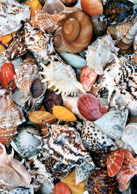 Gambar Air Hidup Koleksi Warna Makanan Laut Warna Warni Bahan Kulit Invertebrata