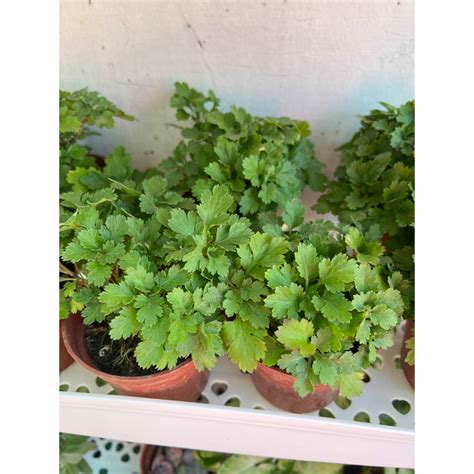 杭菊 杭菊盆栽 杭菊苗 3吋盆含土 觀葉植物 油點百合 彩葉草3寸盆含土出貨 蝦皮購物