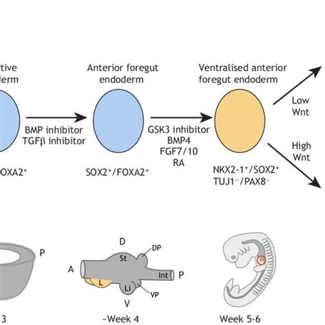 Stages Of Human Lung Development A Schematics Depicting General Lung Download Scientific