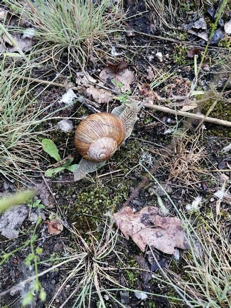 Snail Shell Mollusk Free Photo On Pixabay Pixabay