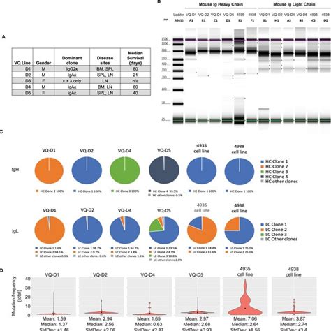 B Cell Receptor Repertoire Analysis Shows Dominant Clonality And Low Download Scientific