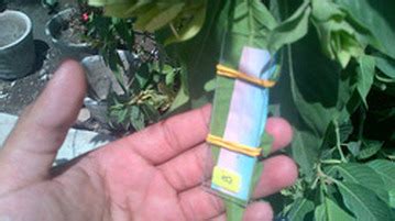 Plant Physiology Experiments Biology4isc