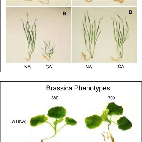 The Effect Of Cold Acclimation On Plant Phenotype All Plants Were