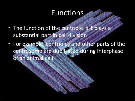 Centrioles Function