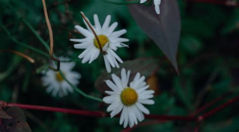 Building A Custom Math Tutor Powered By Chatgpt Openai