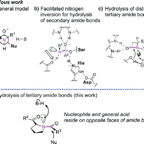 Pdf Enzymatic Hydrolysis Of Tertiary Amide Bonds By Anti Nucleophilic