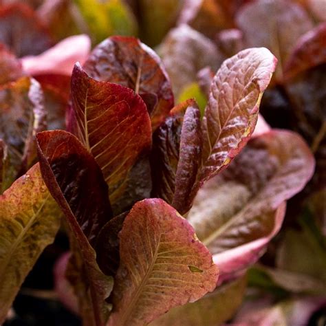 Red Romaine Lettuce Johnnys Seeds At Laura Kiek Blog