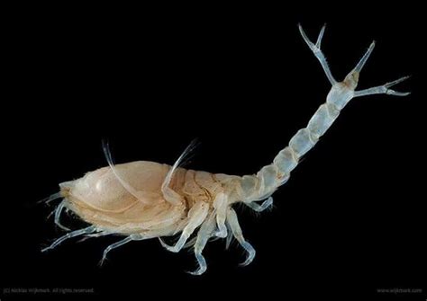 Crustacea Classe Malacostraca Subclasse Eumalacostraca Ordem Cumacea Crustacea Class