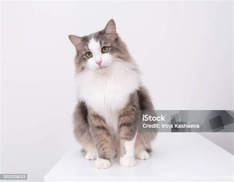 아름다운 회색고양이와 흰색 고양이가 흰색 배경에 앉아 텍스트를 위한 장소를 놓고 카메라를 들여다봅니다 세련된 인테리어의 애완