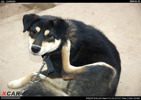 太仓铁包金猎犬出售 太仓犬出售300元 正宗太仓猎犬图片 第7页 大山谷图库