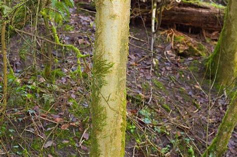 Small Tree Seeds Up Close View In Detail Stock Image Image Of Small Bright 170916857