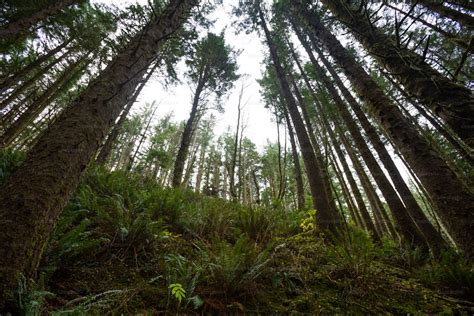 키 큰 나무들로 가득한 숲 사진 Unsplash의 자연 이미지