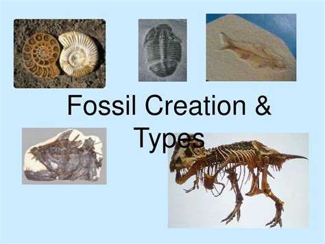Examples Of Mold Fossils