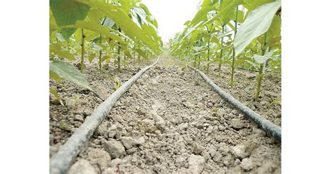 Търсят се доброволци за изграждане на капково напояване на 3 възрастни