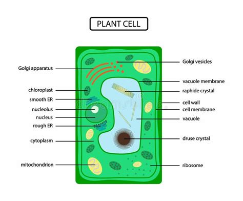 Nucleolus Diagram Labeled