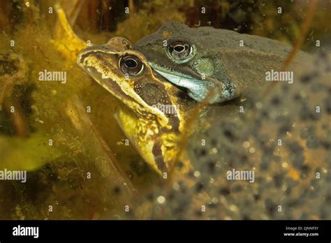 Common Frog Rana Temporaria Pair In Amplexus On Water Bottom Between Spawning Pads Thuringia