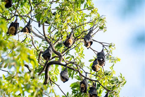 Bats Need Trees Bat Conservation International