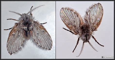Arthropods 11