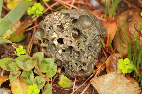 Premium Photo Piddock At Thousand Oaks