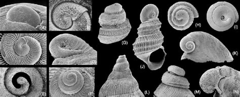 Variety Of Protoconch Shape Strongly Convolute Larval Shell