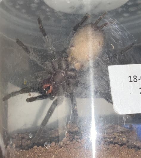 Best Tarantula Posts Reddit