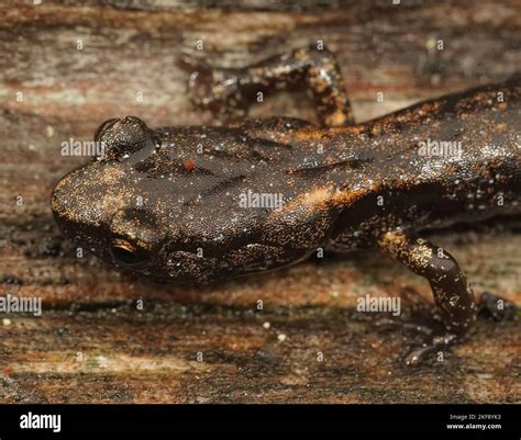 Closeup On A Sub Adult Juvenile Clouded Salamander Aneides Ferreus