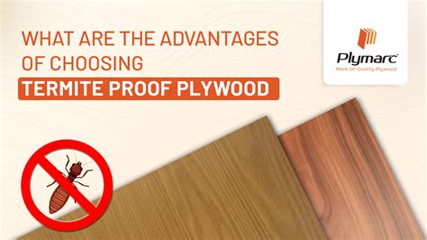 Plymarc What Are The Advantages Of Choosing Termite Proof Plywood Plymarc