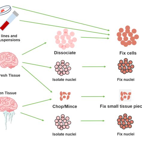 Utilizing Single Cell Rna Sequencing To Target Ovarian Cancer Genesmart Co Ltd
