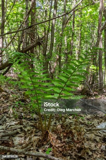 Pakis Adalah Anggota Kelompok Tanaman Vaskular Yang Bereproduksi Dengan