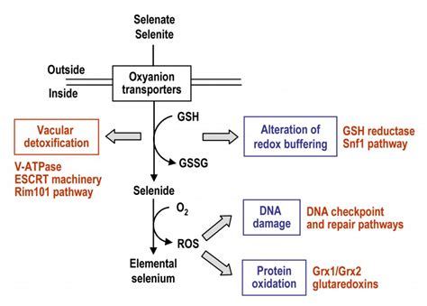 Figure 2 Selenium Uptake And Metabolism In Yeast