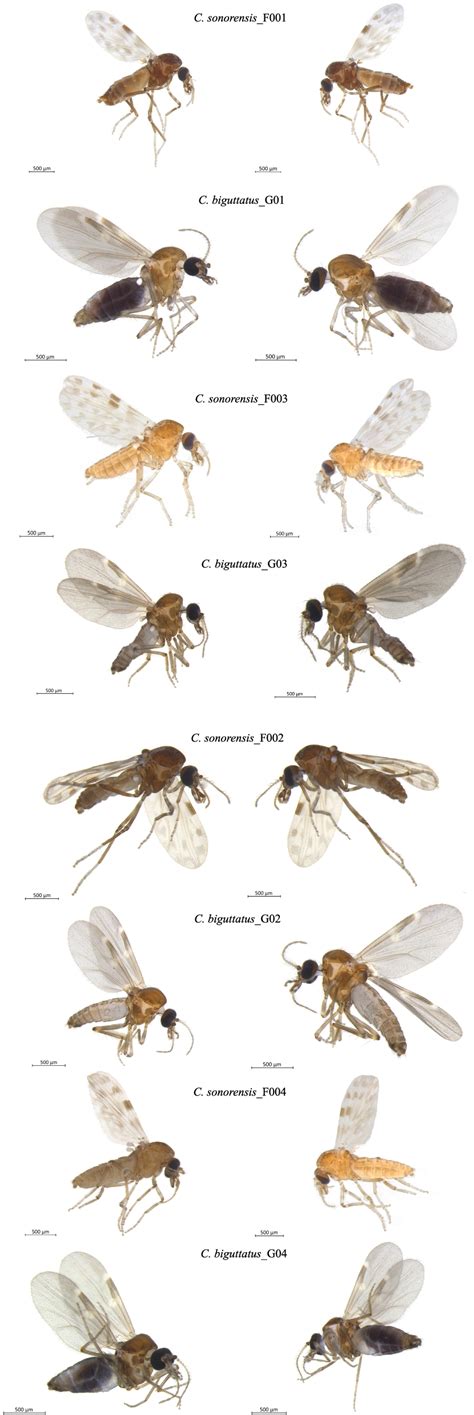 Lateral Images Left And Right Of The Culicoides Specimens Used In The