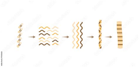 Collagen Synthesis From Amino Acids Peptides And Gelatin To Collagen Molecule Collagen Fibers