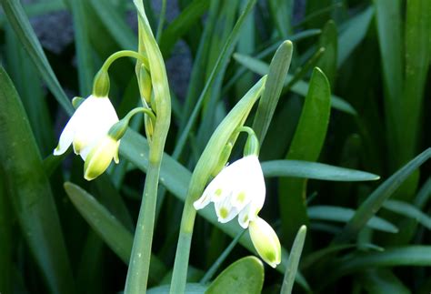 野に咲く花の様に 春の小川の花鳥日記 楽天ブログ