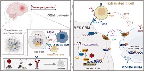 【中国声音】山东大学齐鲁医院李刚 薛皓团队发文揭示m6a甲基转移酶wtap促进胶质母细胞瘤恶性进展新机制 脑医汇